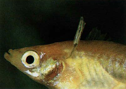 Poisson mystère....d'edouard - forum sur votre pêche - Achigan.net